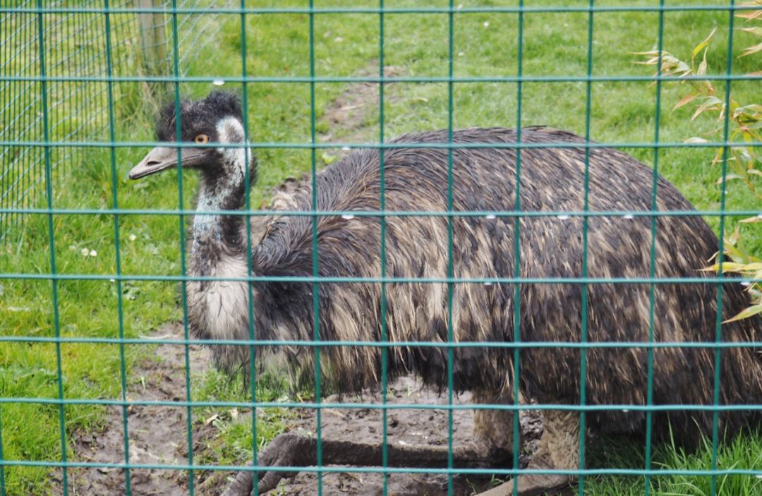Why You Need To Visit Lincolnshire Wildlife Park | Emma Victoria Stokes